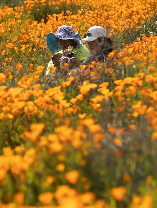 FOTO: Keindahan Bunga Poppy Liar yang Mekar di California - Foto ...