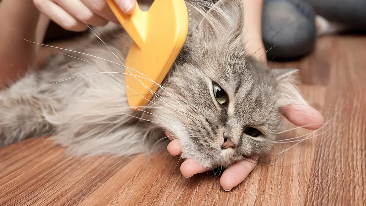 9 Tips Merawat Bulu Kucing Agar Sehat dan Tidak Mudah Rontok - Ragam ...