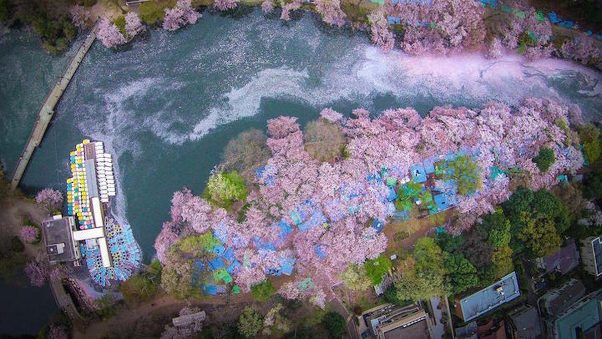 Musim Bunga Sakura, Saksikan Keindahannya dari Atas