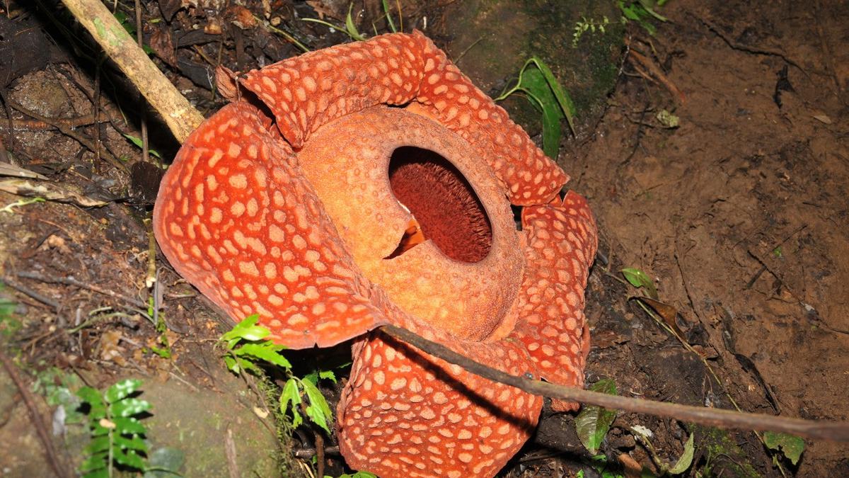 Pagi Nan Menawan Saksikan Mekarnya Bunga Rafflesia Terbesar di Dunia