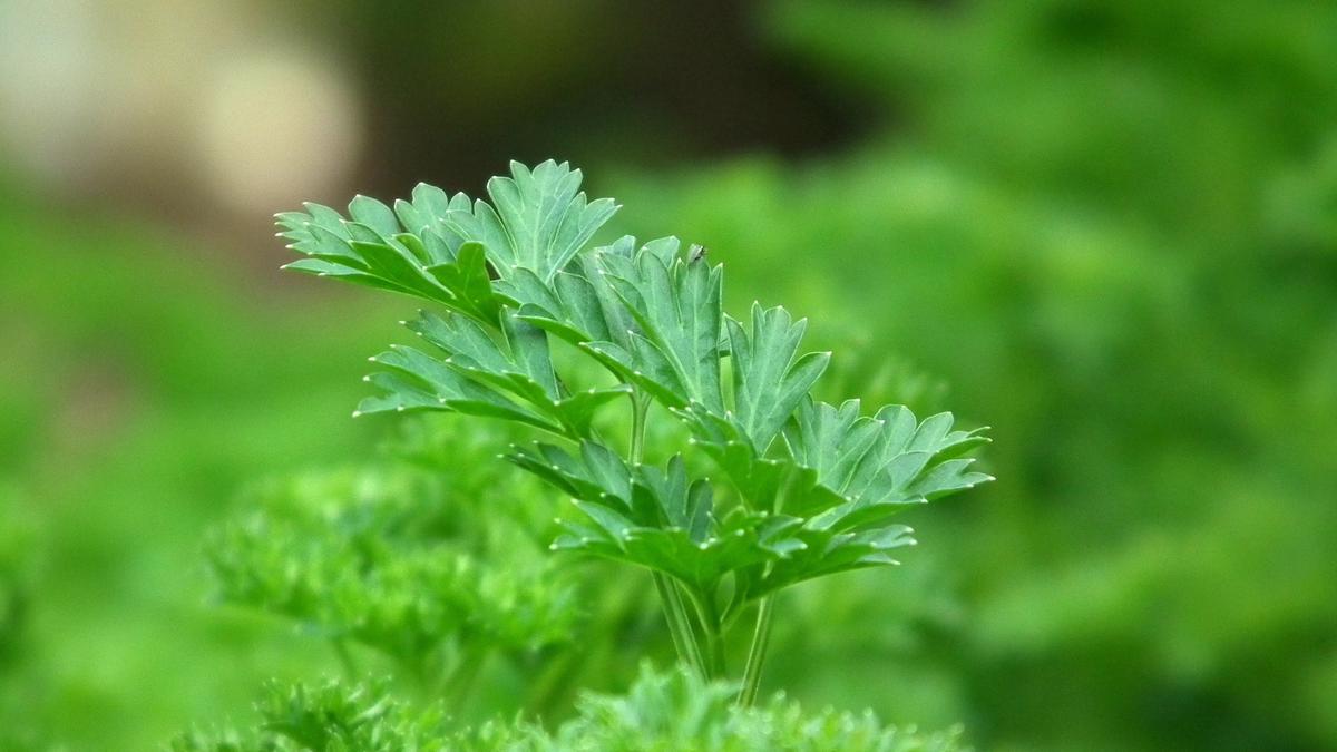 12 Manfaat Daun Parsley untuk Kesehatan Tubuh, Cegah Osteoporosis - Hot ...