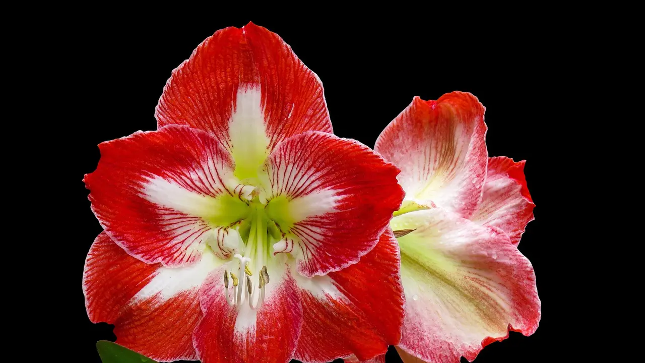 12 Jenis Bunga yang Bisa Ditanam Dalam Pot, Perawatannya Mudah - Hot ...