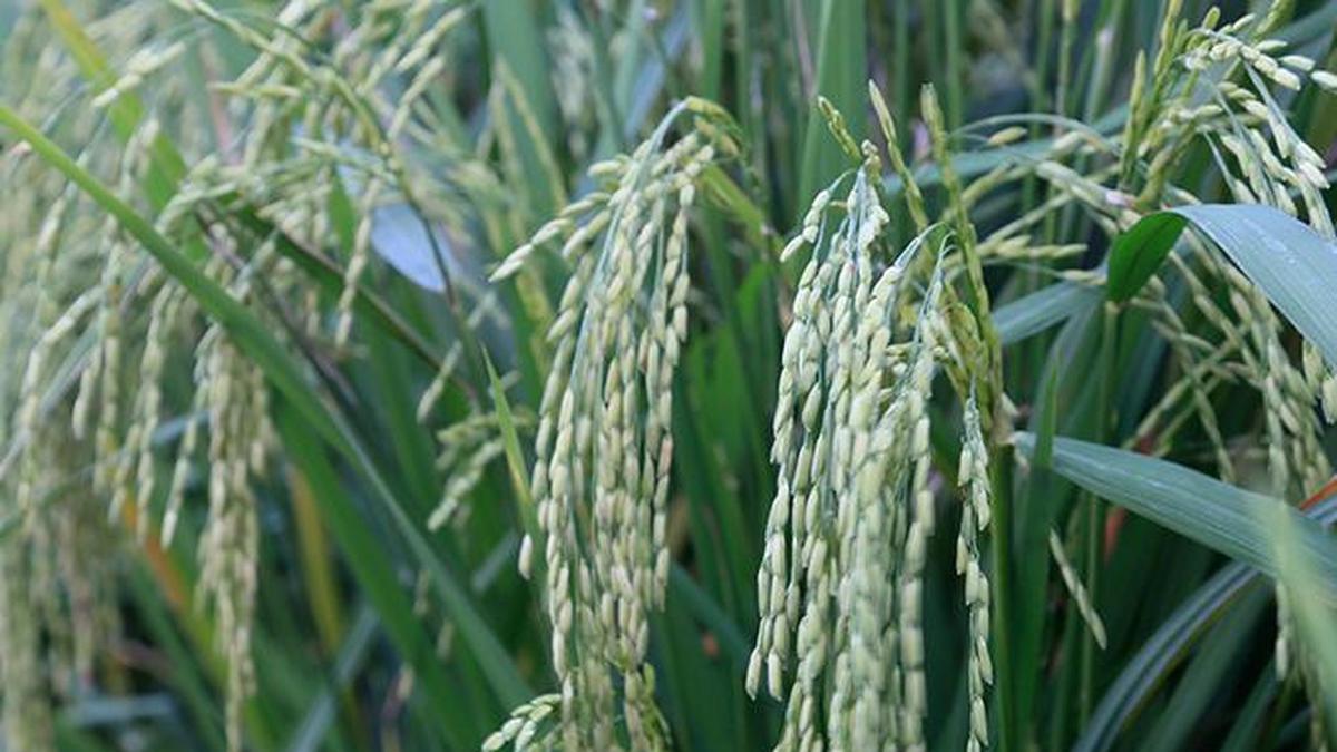 Atasi Stunting, Kementan Tanam 50.000 Ha Padi Inpari IR Nutrizinc Tahun ...