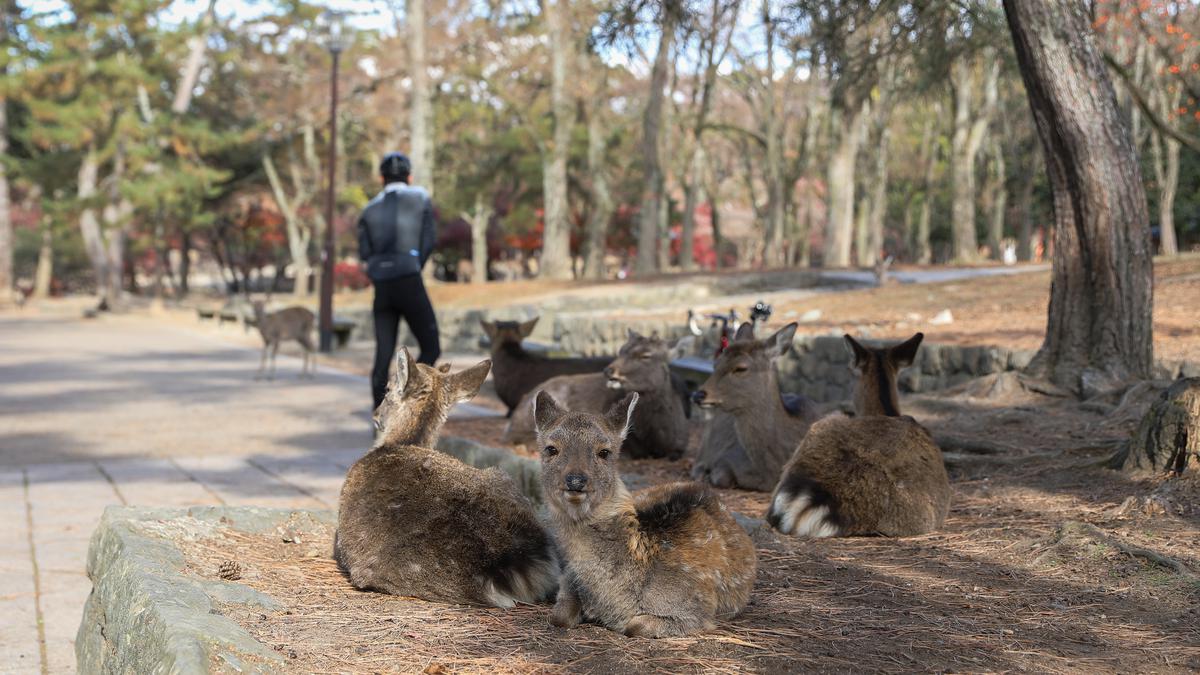 FOTO: Mengunjungi Kota Penuh Rusa di Jepang - Foto Liputan6.com