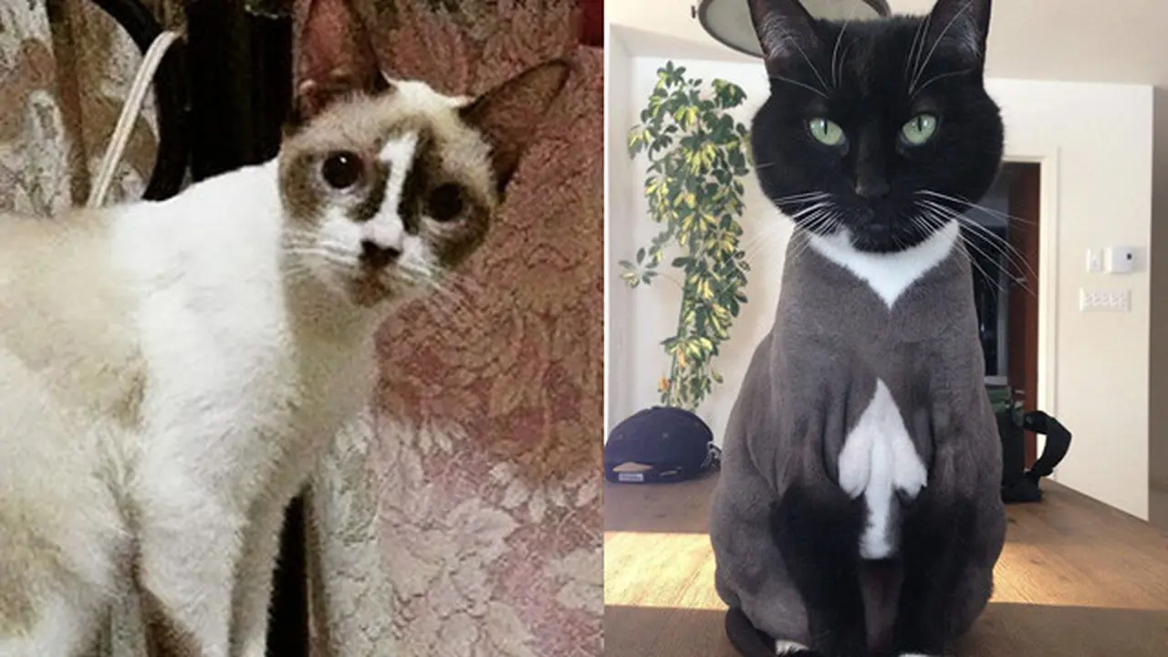 Kucing-Kucing dengan Warna dan Pola Bulu yang Unik, Mana yang Kamu Suka ...