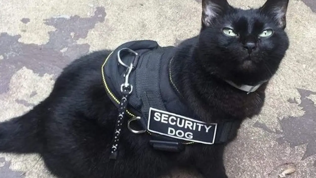 7 Potret Menggemaskan Kucing Pura-Pura Lagi Kerja - Citizen6 Liputan6.com