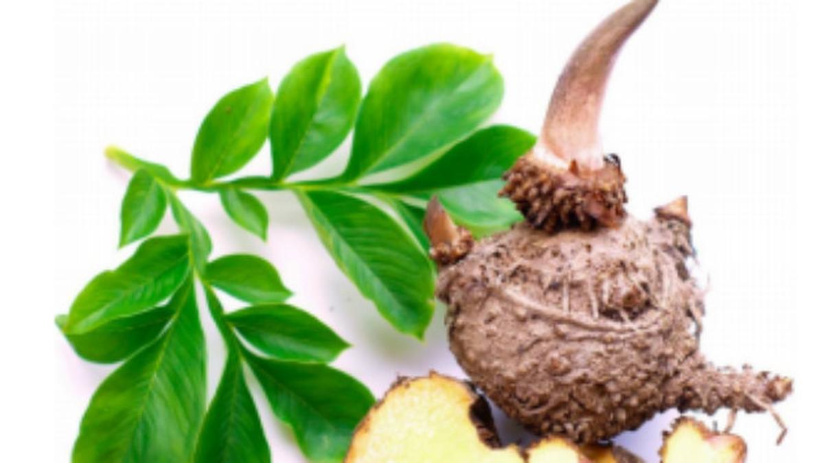 Mengenal Manfaat Tanaman Porang yang Bisa Menghasilkan Hingga Rp3 ...