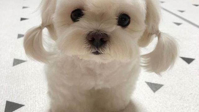 7 Potret Anjing Miliki Model Rambut Keren, Nggak Kalah Sama Manusia ...