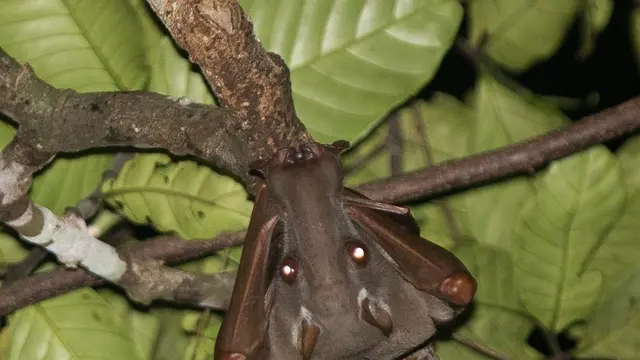 Terlihat Seperti Makhluk Mitologi, Ini Kelelawar Raksasa Berkepala Palu ...