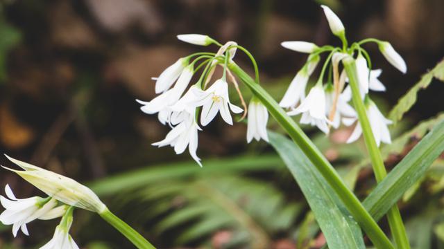 Arti Bunga Snowdrop yang Dijadikan Clue dalam Drama Jung Hae In dan ...