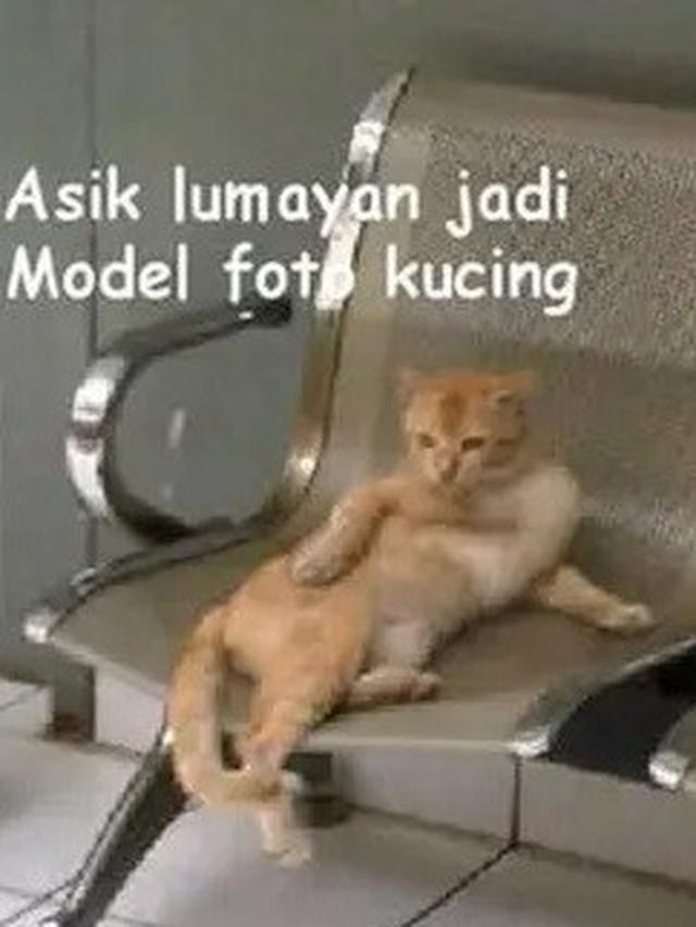 6 Potret Kucing Bergaya Seperti Model Ini Menggemaskan, Lucu Pol