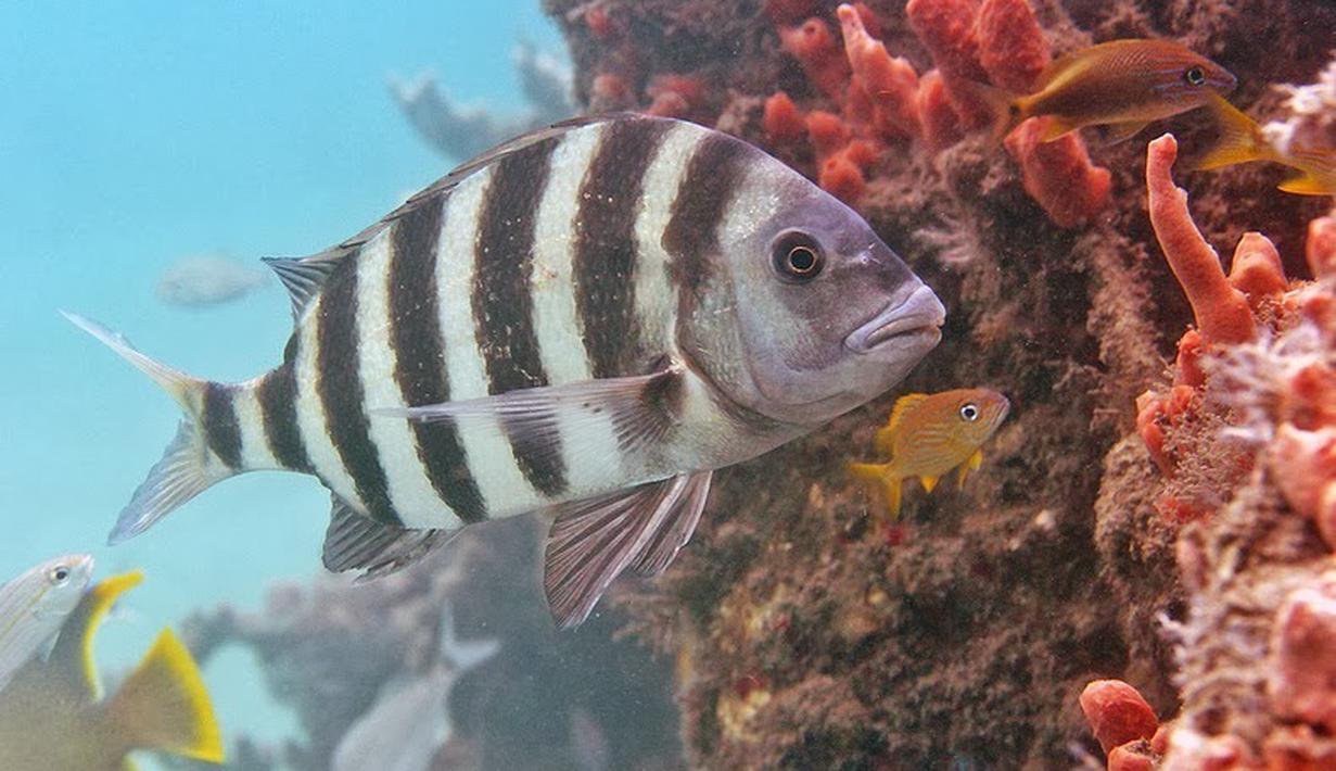 Seramnya Ikan Punya Gigi Seperti Manusia - Photo Fimela.com