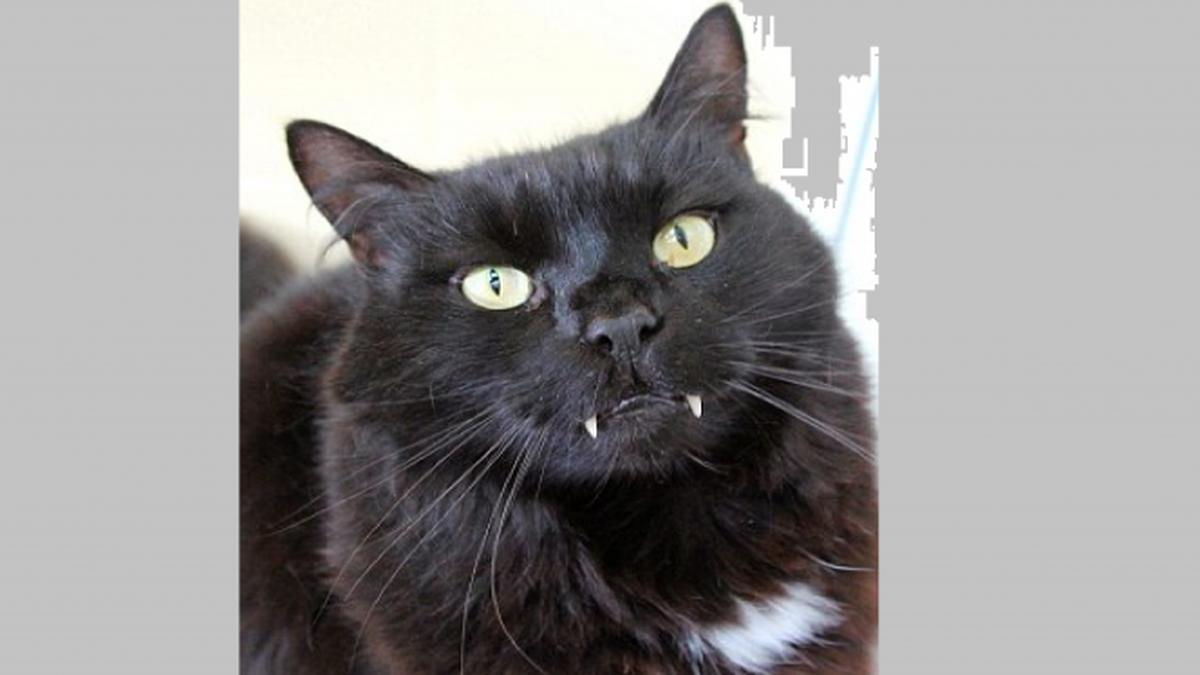 Kucing Bertaring 'Drakula' - Global Liputan6.com