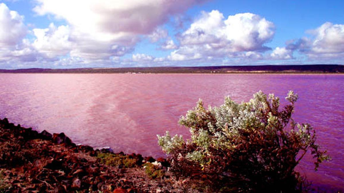 Danau Pink Alami Ini Sangat Cantik dan Romantis