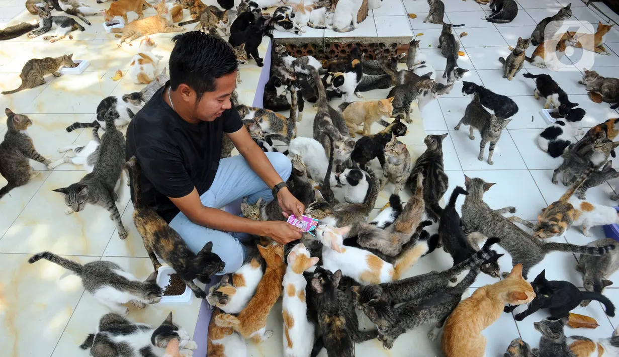 Mengunjungi Rumah Singgah Ribuan Kucing Terlantar di Parung - Foto ...