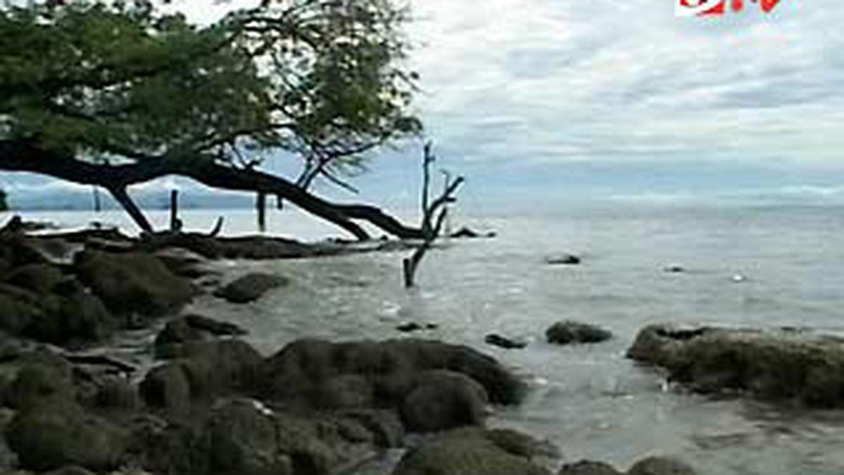 Pesona Pantai Bunga yang Tersembunyi - News Liputan6.com