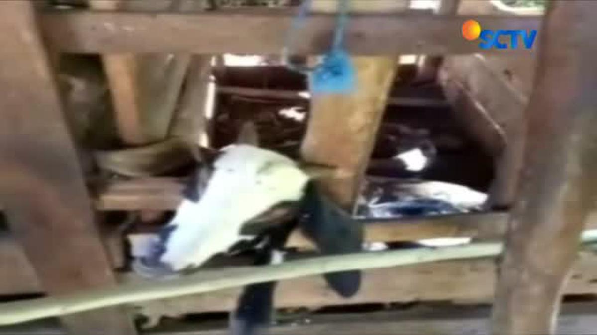 Ular Piton Tertangkap Sedang Memangsa Kambing Hamil - News Liputan6.com