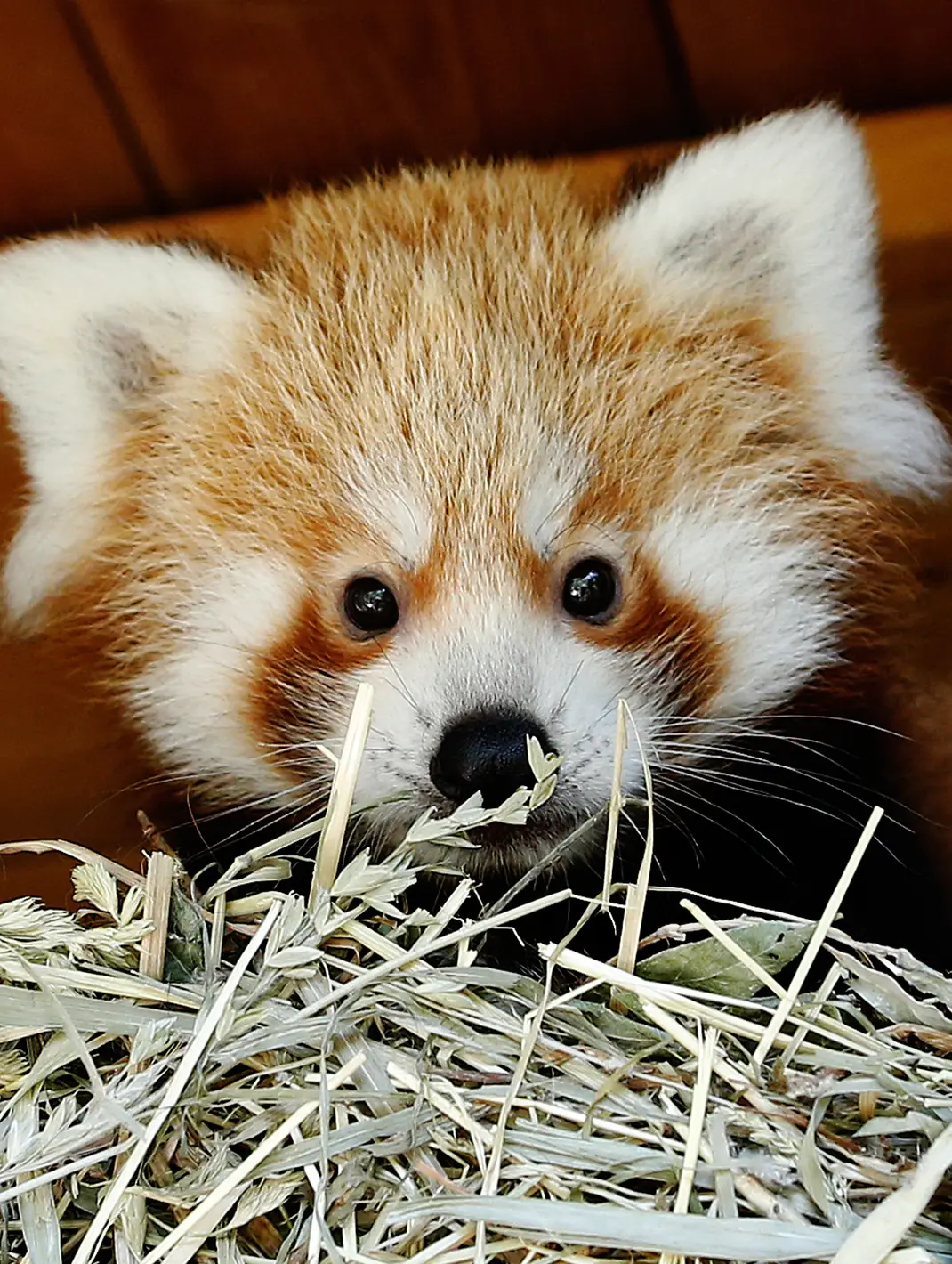 FOTO: Lucunya Bayi Panda Merah yang Lahir di Prancis - Foto Liputan6.com