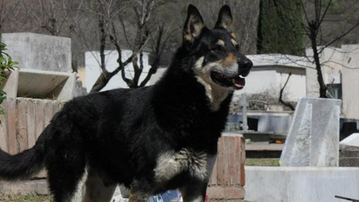 10 Tahun Anjing Setia Ini Menunggu Makam Tuannya, Kisahnya Menyentuh