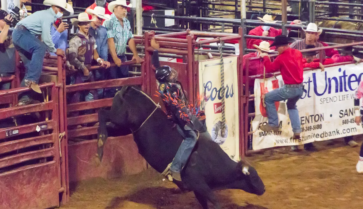 FOTO: Pameran Ternak dan Rodeo di Denton, Texas - Foto Liputan6.com