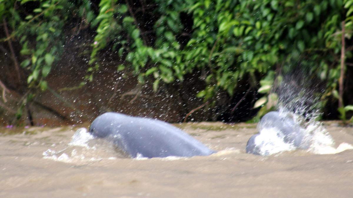 Mencoba Menyelamatkan Habitat Pesut Mahakam - Regional Liputan6.com
