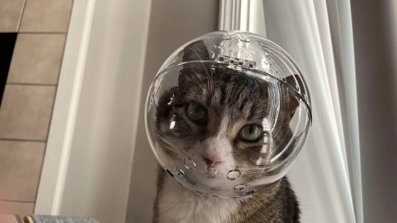 8 Potret Kucing Saat Pakai Helm Ini Bikin Geleng Kepala, Nyeleneh Tapi ...