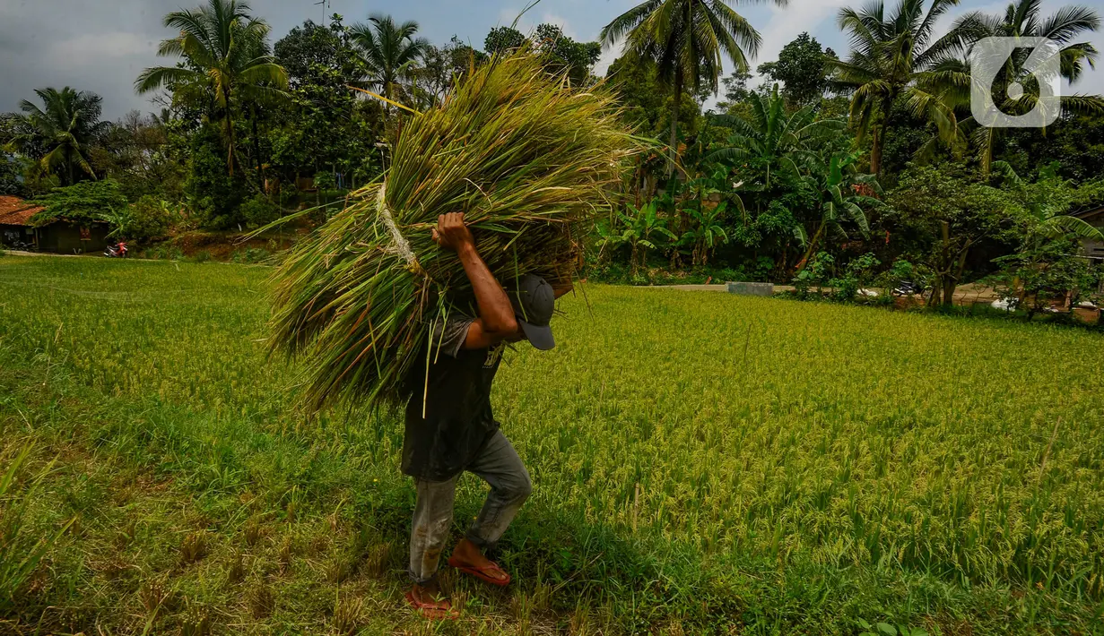Harga Gabah Melonjak Tinggi Terdampak Gagal Panen - Foto Liputan6.com