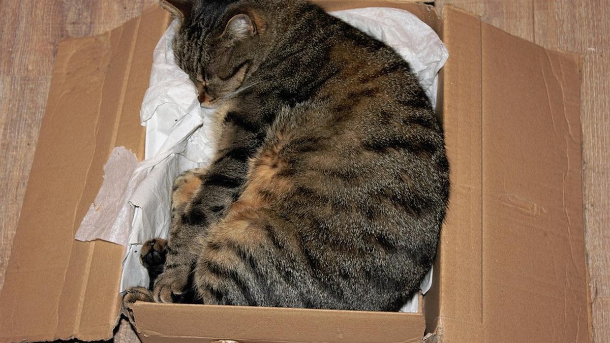 7 Ciri-Ciri Kucing Hamil Secara Fisik dan Penjelasannya - Hot Liputan6.com