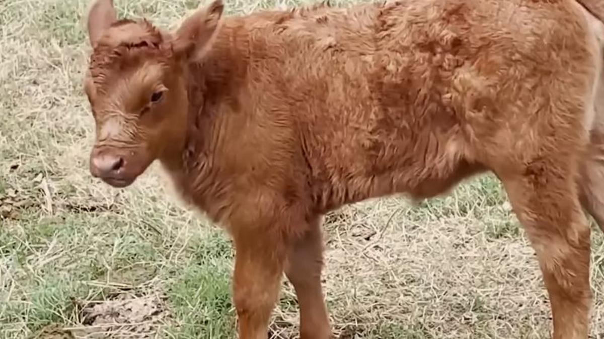 Heboh Sapi Betina Merah Lahir di Israel, Jadi Tanda Kiamat Versi Yahudi ...