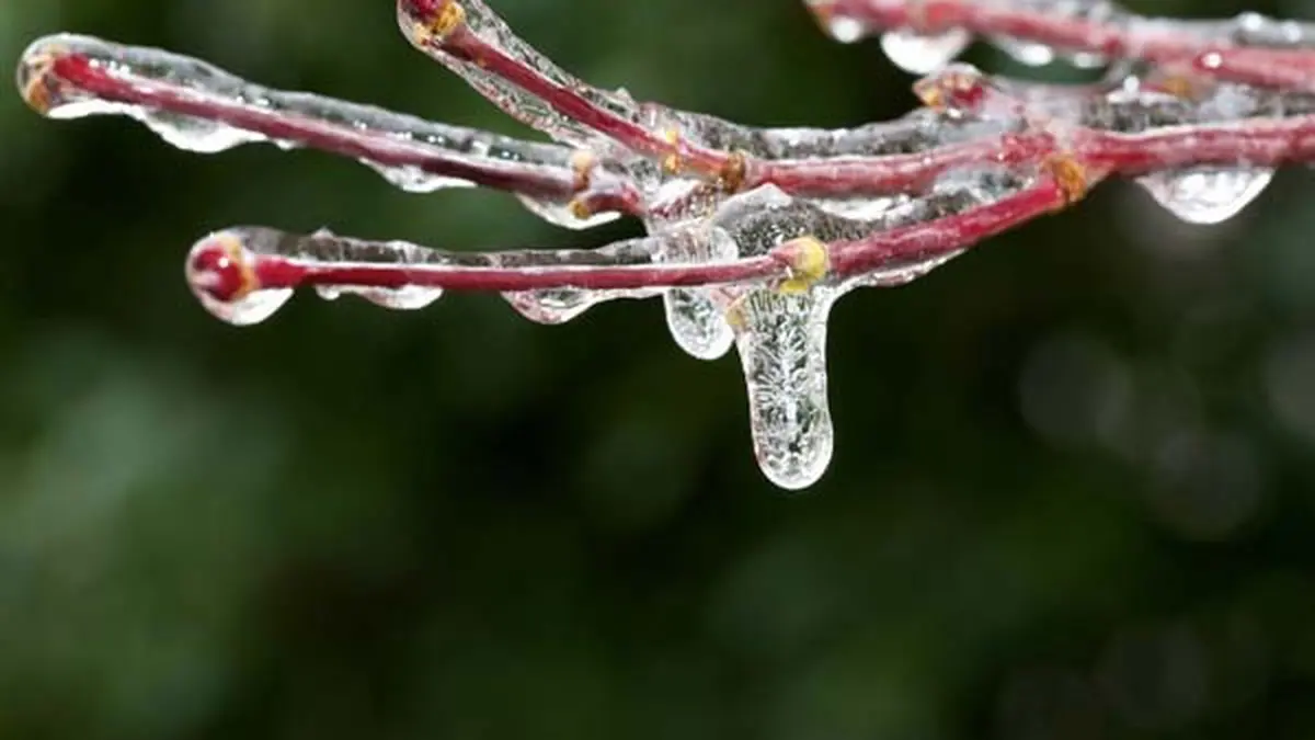 Indahnya Badai Salju Membekukan Bunga-Bunga Cantik Ini - Photo Fimela.com