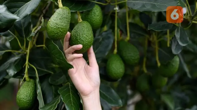 Pegunungan Kendeng juga Punya Kebun Buah Lho - Regional Liputan6.com