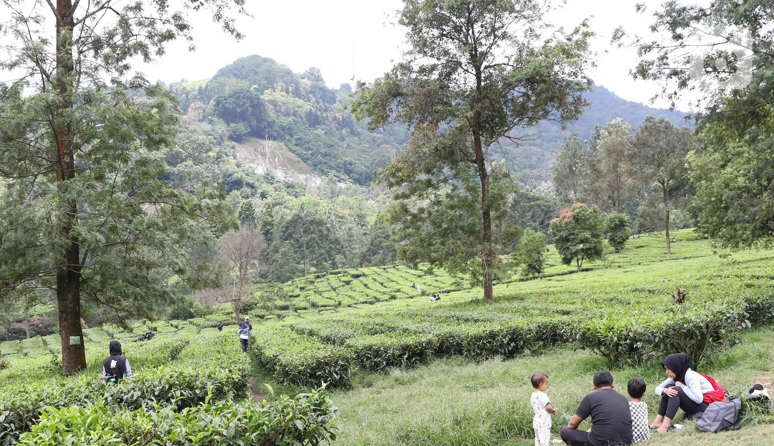 FOTO: Libur Panjang Akhir Pekan, Warga Berwisata di Kawasan Kebun Teh ...
