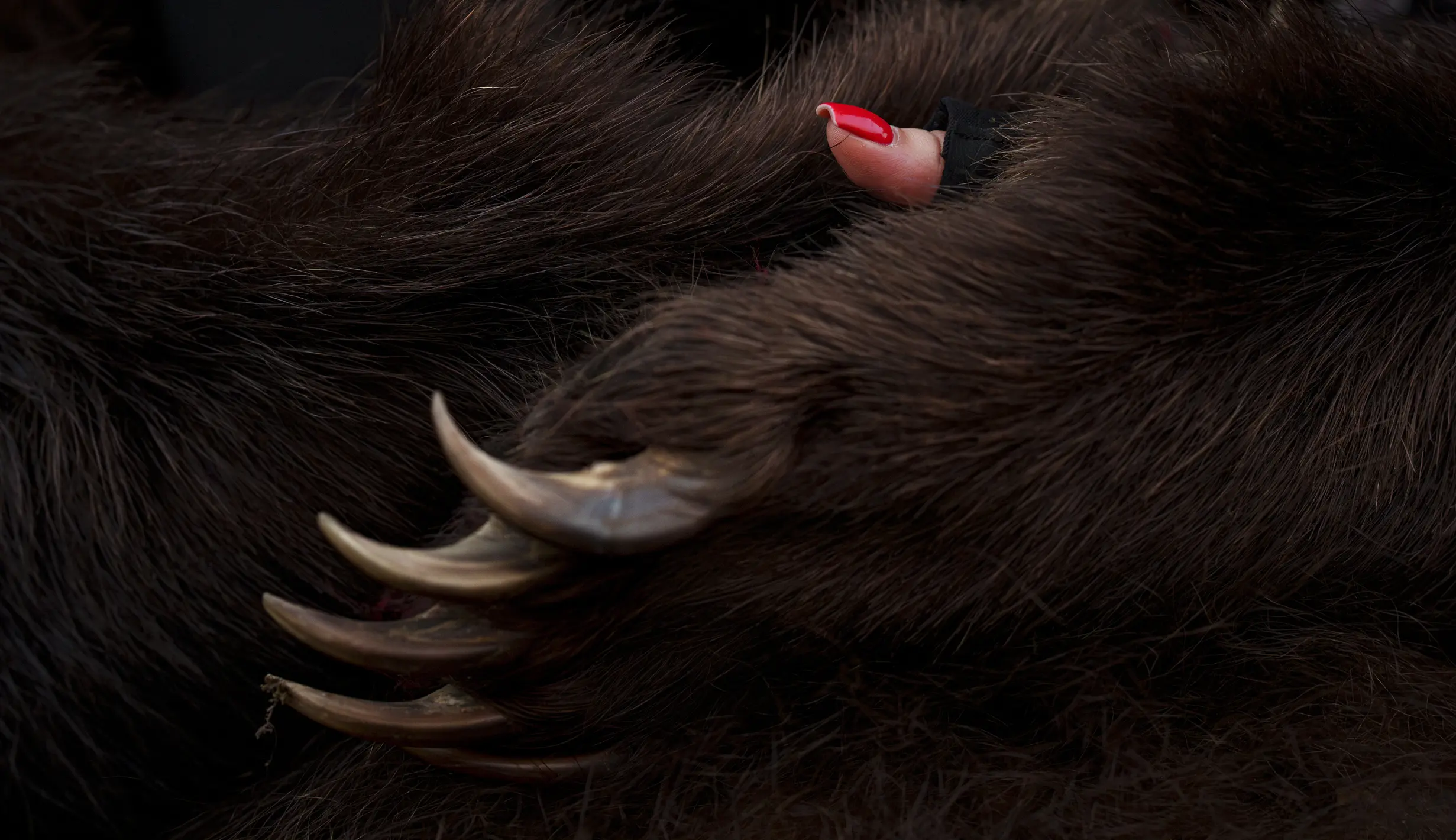 Inilah Festival Kostum Beruang yang Unik dan Seru di Rumania - Foto ...