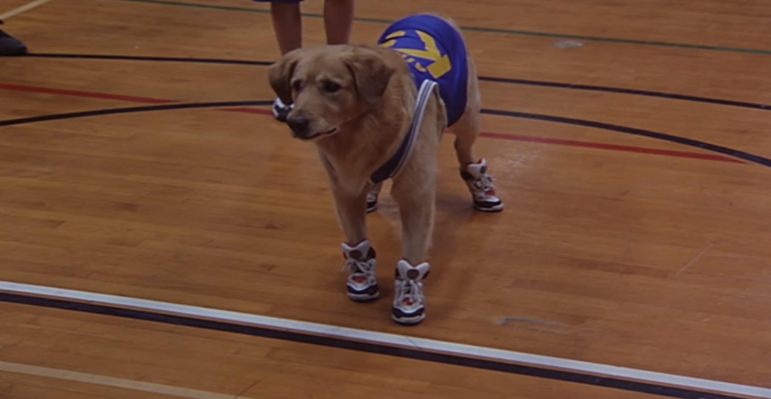 Air Bud Rilis 20 Tahun Lalu, Ini 6 Fakta Buddy si Anjing Pintar ...