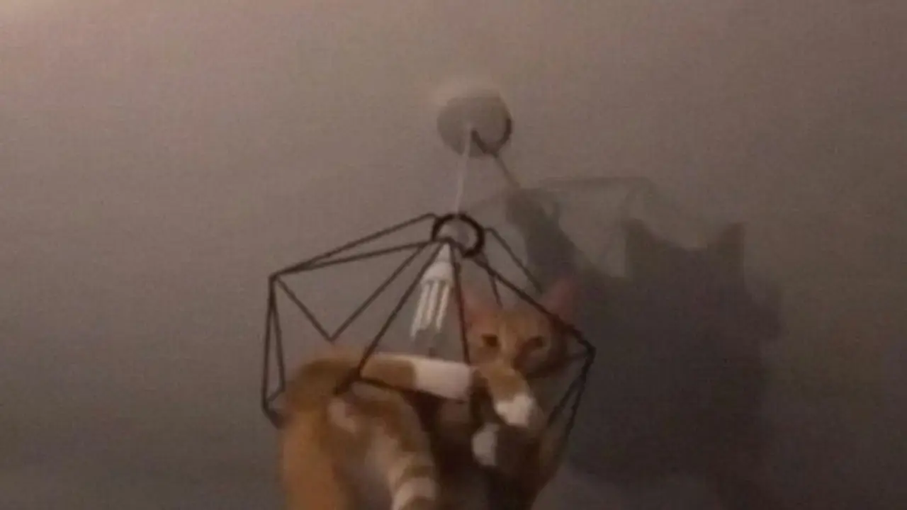 7 Potret Kucing Terjebak di Langit-Langit Rumah Ini Ekspresinya Bikin Kasihan - Hot Liputan6.com