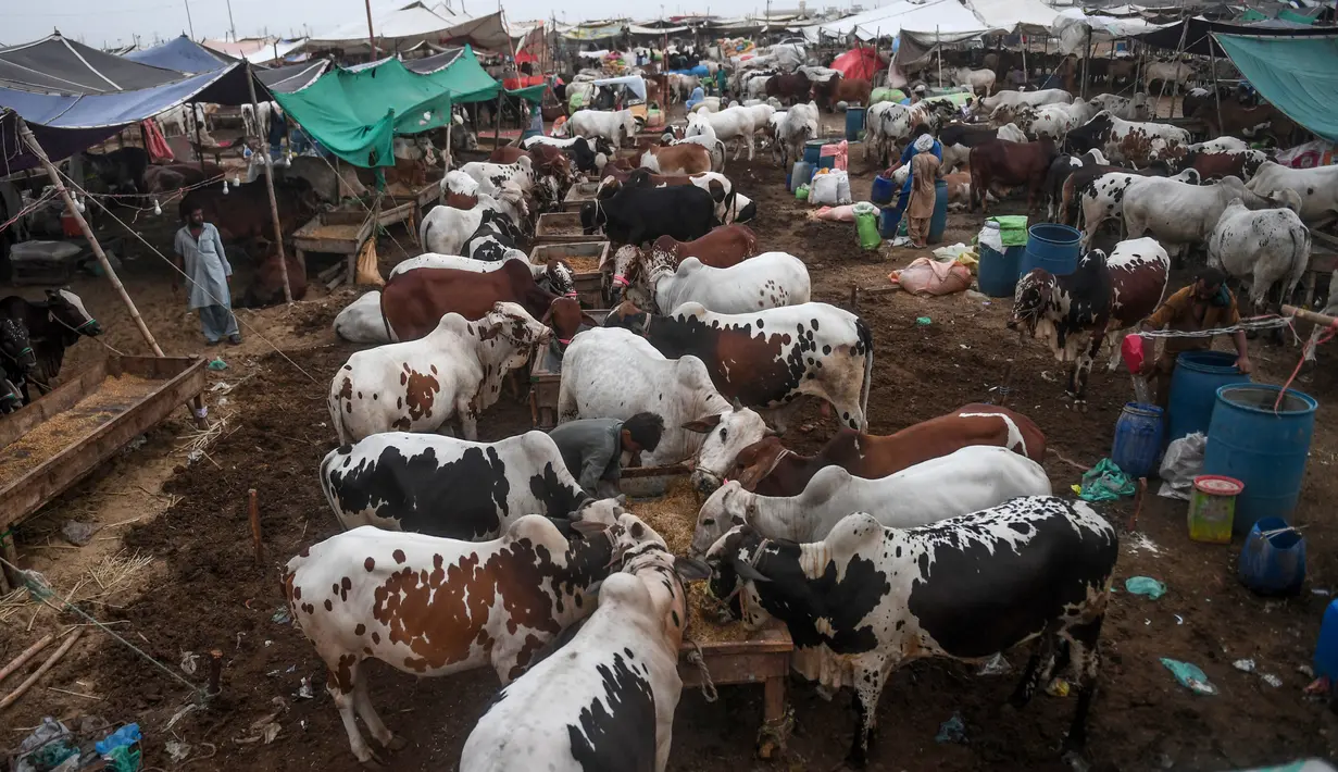 FOTO: Kesibukan Pasar Ternak di Pakistan Mendekati Idul Adha - Foto ...