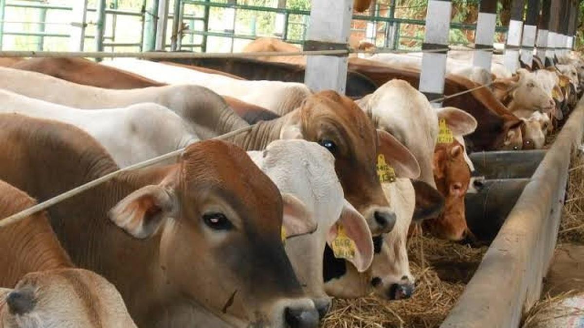 Sapi Impor Dilarang Masuk Lumajang, Pj Bupati Terbitkan Aturan Khusus ...