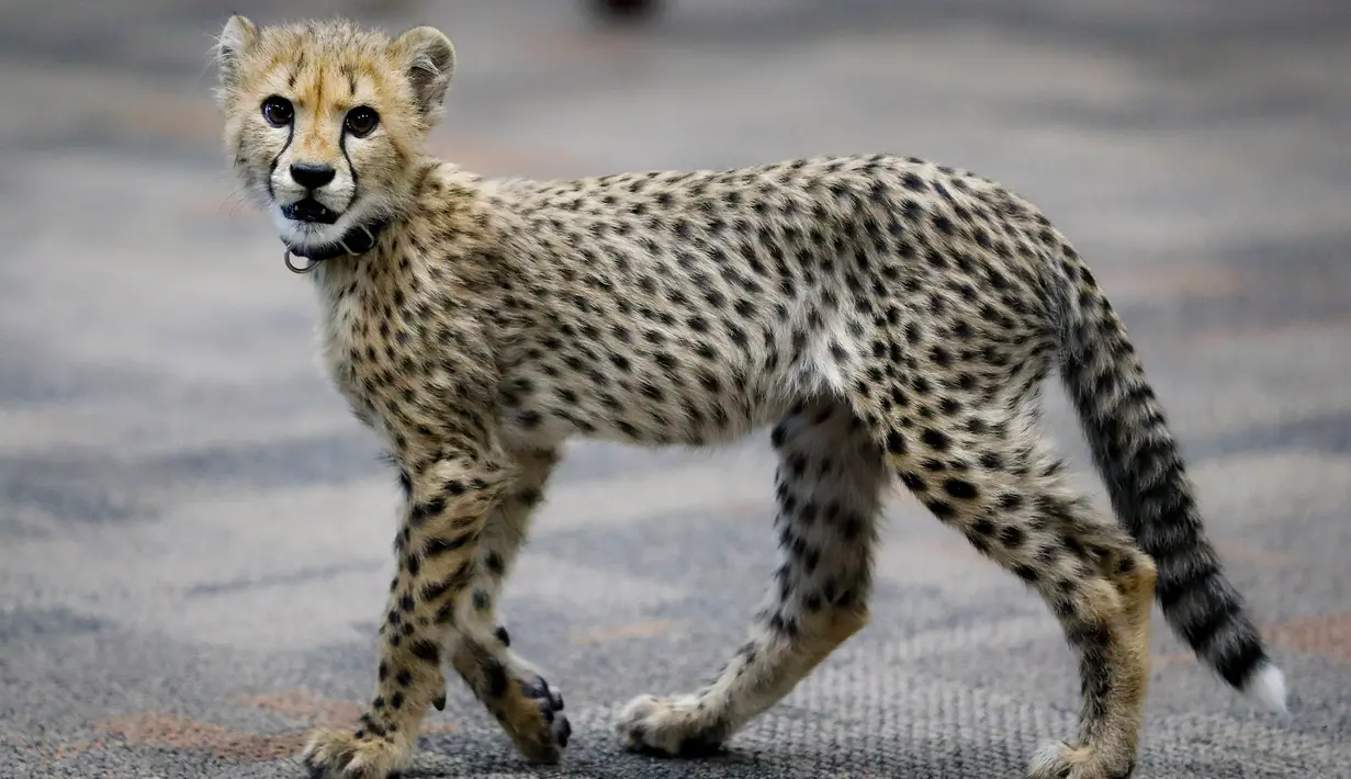 FOTO: Keakraban Cheetah dan Anjing di Kebun Binatang Cincinnati - Foto Liputan6.com