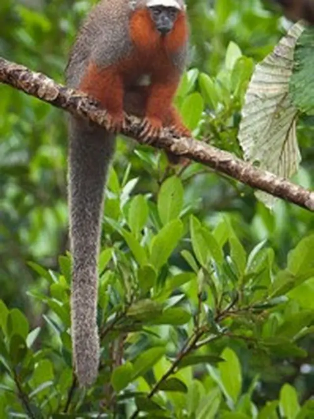 10 Spesies Monyet Paling Mungil di Dunia, Beberapa Hanya Seukuran ...