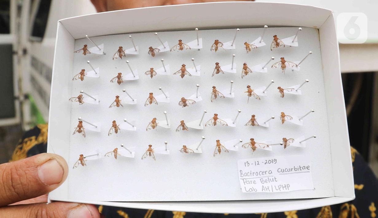 Edukasi Tanaman dengan Mobil Klinik Tanaman Keliling