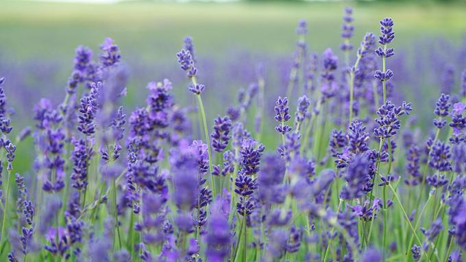 Banyak Berubah, Kini Gurun Arab Saudi Jadi Padang Bunga Lavender dan ...