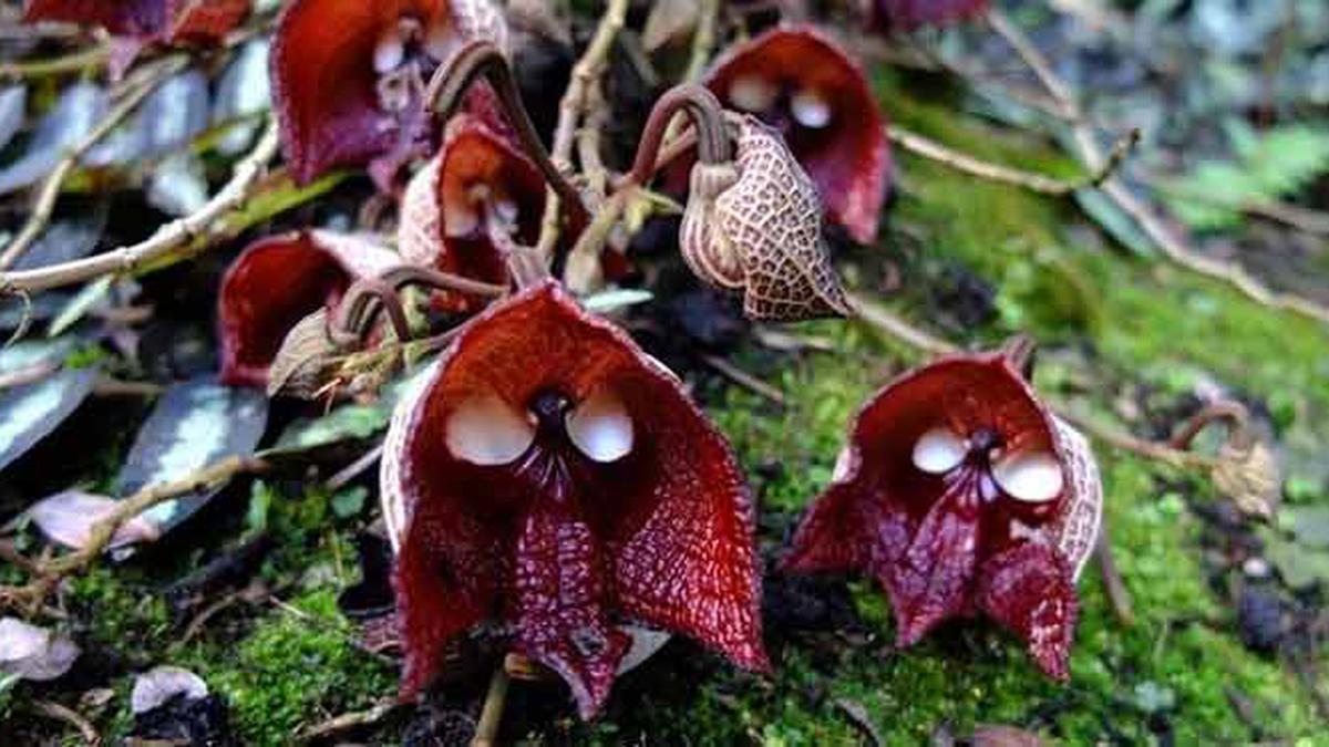 Bunga-bunga Ini Mirip Manusia - Lifestyle Fimela.com