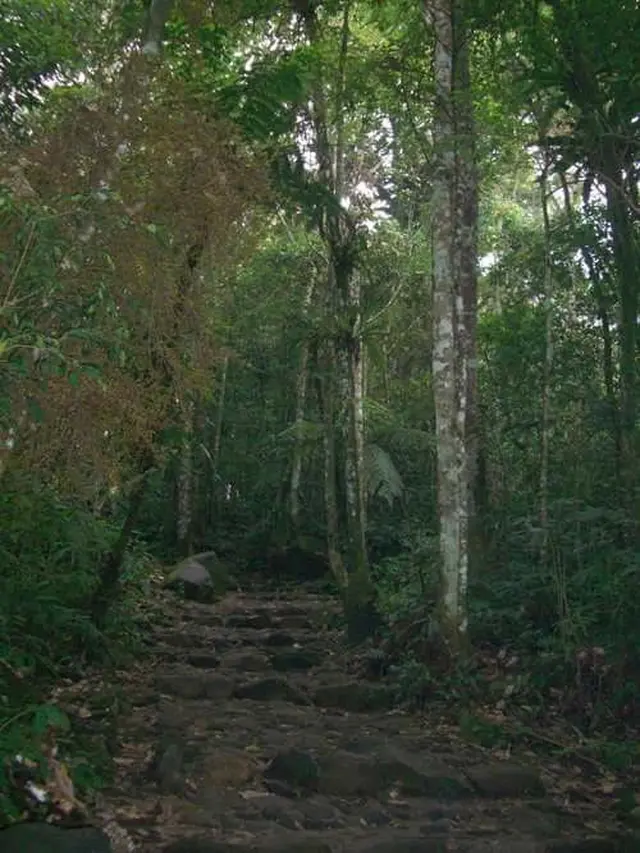 Mitos Gunung Gede Pangrango, Mulai dari Ikan Misterius di Telaga Tiga ...
