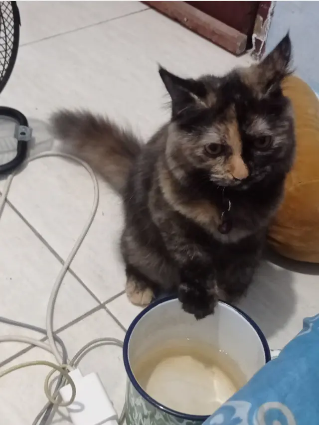 6 Aksi Kocak Kucing Minum Kopi Ini Bikin Gemas, Penasaran dengan ...