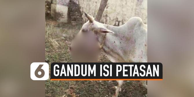 VIDEO: Rahang Sapi Hancur Usai Diberi Makan Gandum Berisi Petasan ...