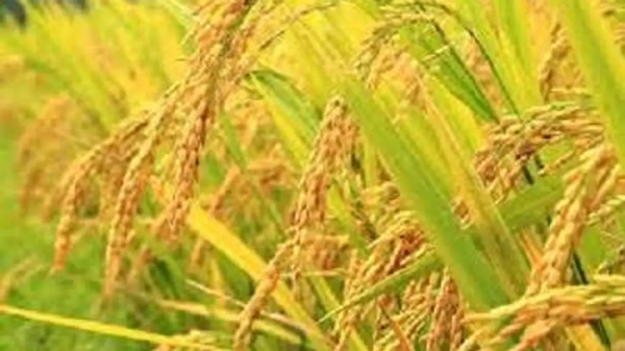 Mengenal Ilmu Padi yang Sempat Viral, Filosofi Hidup yang Menginspirasi - Hot Liputan6.com