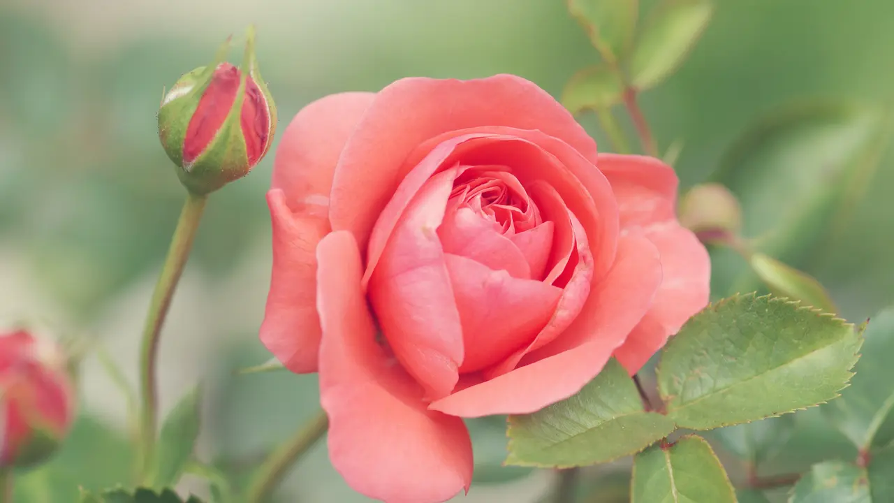 Bahasa Arab Bunga Lengkap dengan Nama-Nama Bunga - Hot Liputan6.com