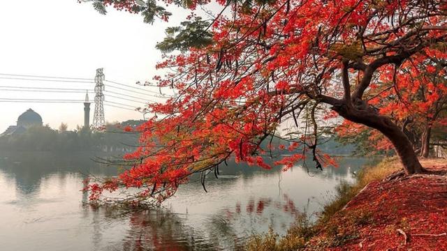 Bunga Flamboyan Mulai Bermekaran, Ini 5 Potret Surabaya Bak Negara ...