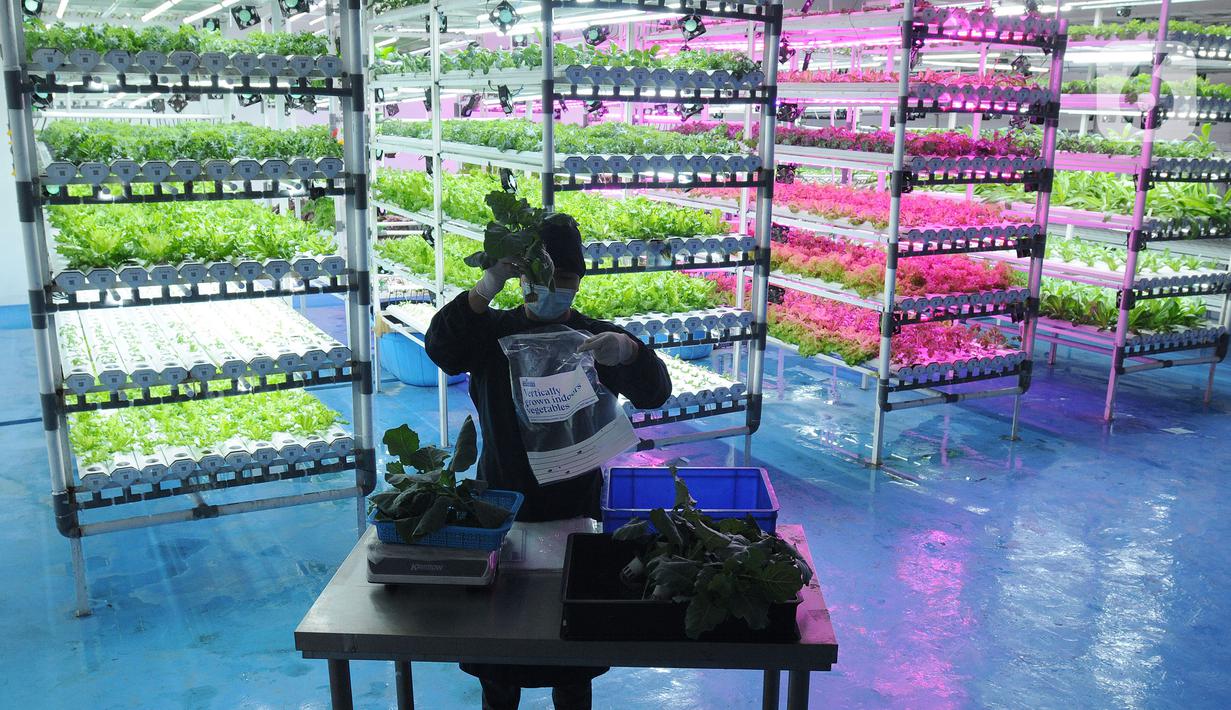 FOTO: Budidaya Sayuran Dalam Ruangan - Foto Liputan6.com