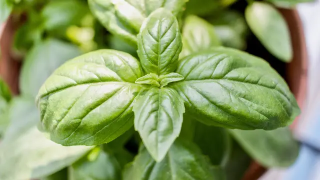 10 Manfaat Basil untuk Kesehatan, Beda dengan Kemangi - Hot Liputan6.com